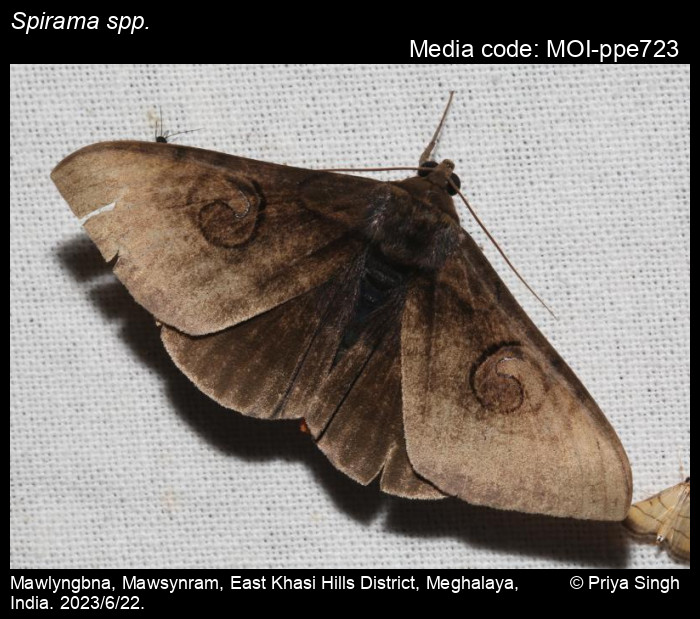 Spirama spp. | Moths